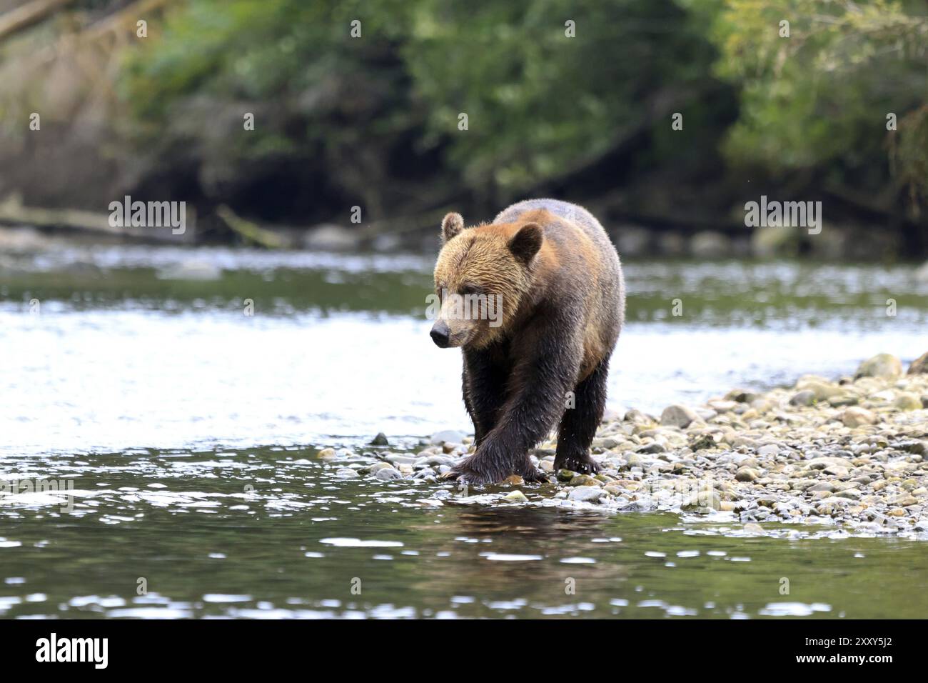 Grizzly bear in Knight Inlet in Canada Stock Photo - Alamy