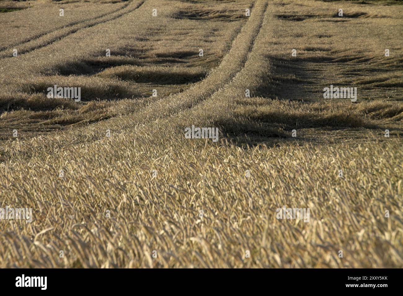 Damaged cornfield hi-res stock photography and images - Alamy