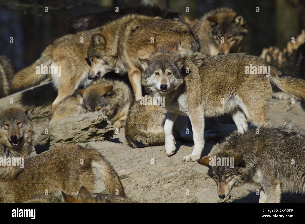 Pack of timber wolves, also known as American grey wolves Stock Photo - Alamy