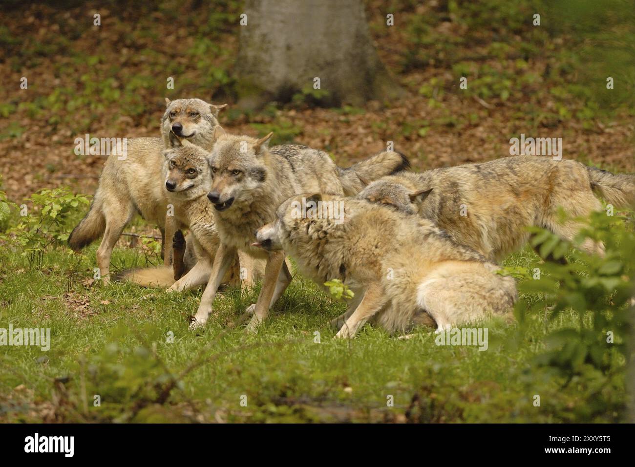 Wolf pack around the scuffle. Animal enclosure Neuschoenau Stock Photo ...