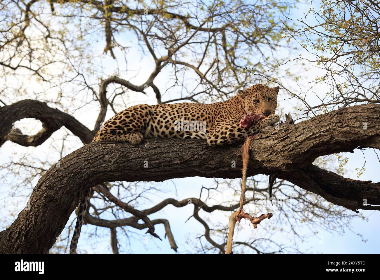 Leopard feeding on a tree in the Kruger National Park in South Africa ...