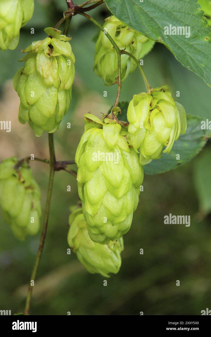 Hop plant, hop plant Stock Photo - Alamy