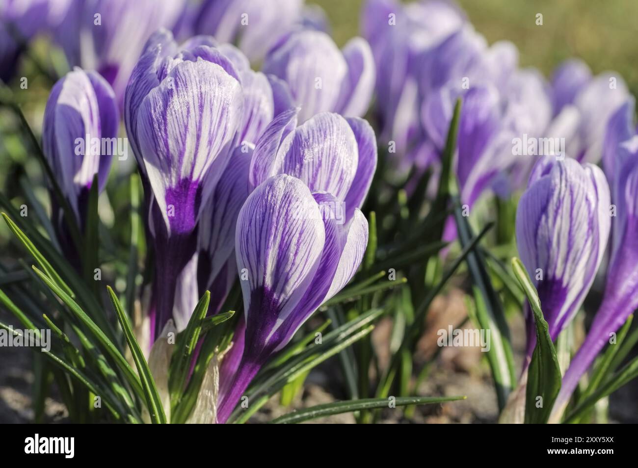 Krokus king striped crocus king hi-res stock photography and images - Alamy