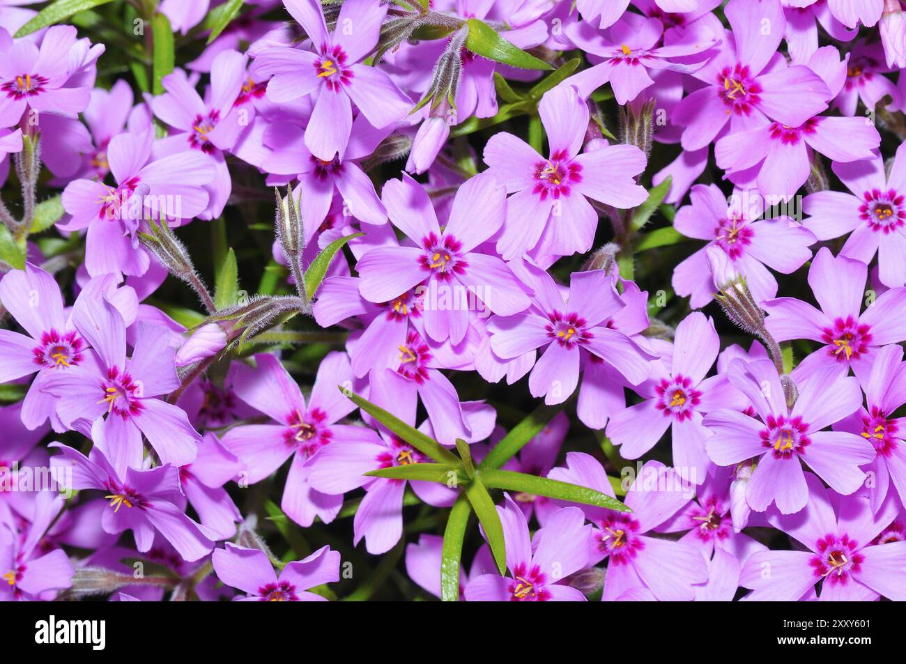 The cushion phlox (Phlox subulata), also known as carpet phlox, belongs ...