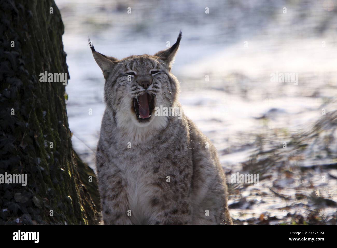 Eurasian lynx attack hi-res stock photography and images - Alamy