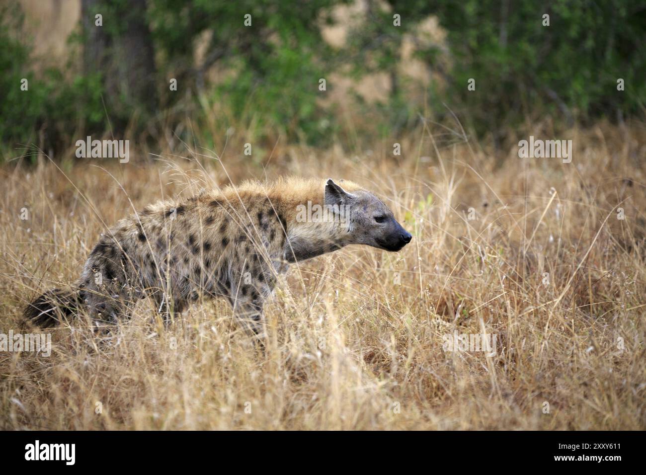 Hyena jawbone hi-res stock photography and images - Alamy