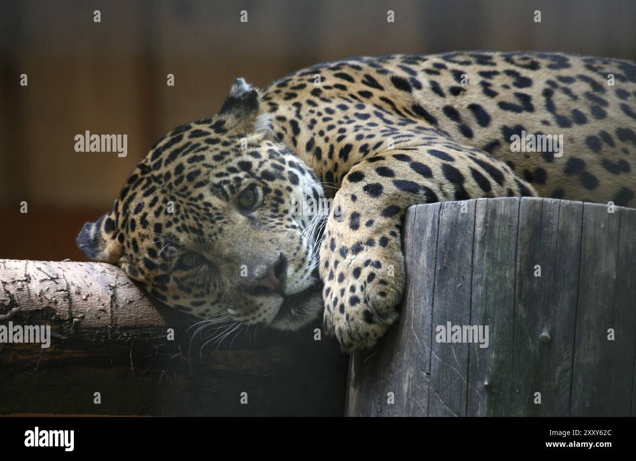 Jaguar prey catch hi-res stock photography and images - Alamy