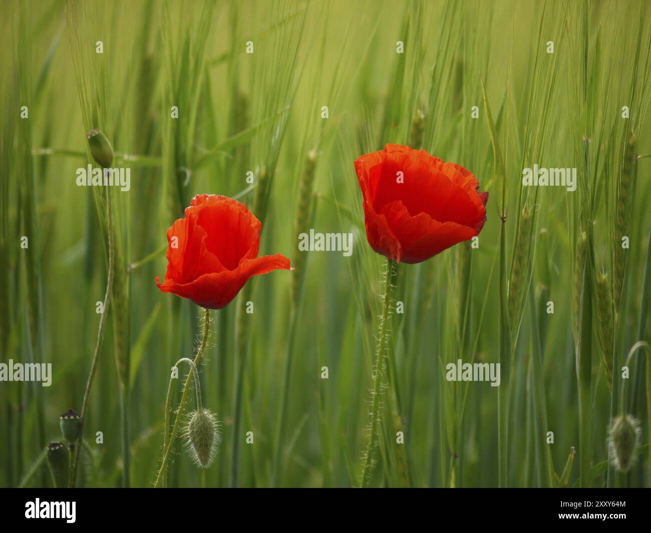 Poppies at the edge of a cornfield hi-res stock photography and images ...