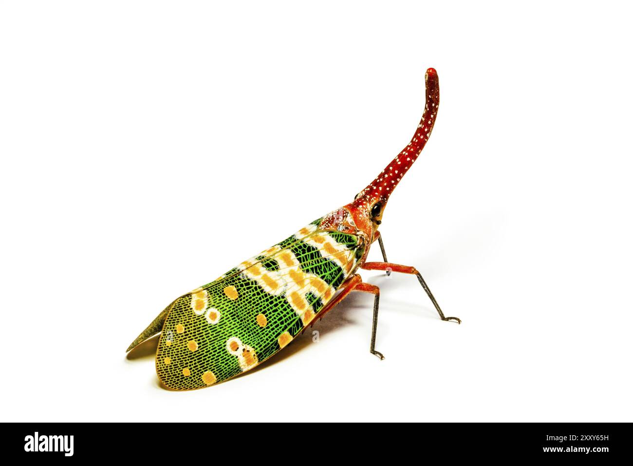 Lantern Fly isolated on white background Stock Photo - Alamy