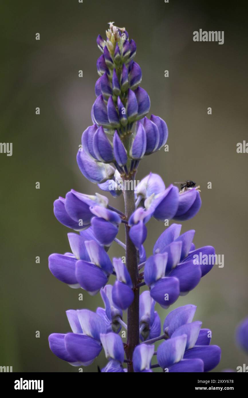 Lupin crop in bloom hi-res stock photography and images - Alamy