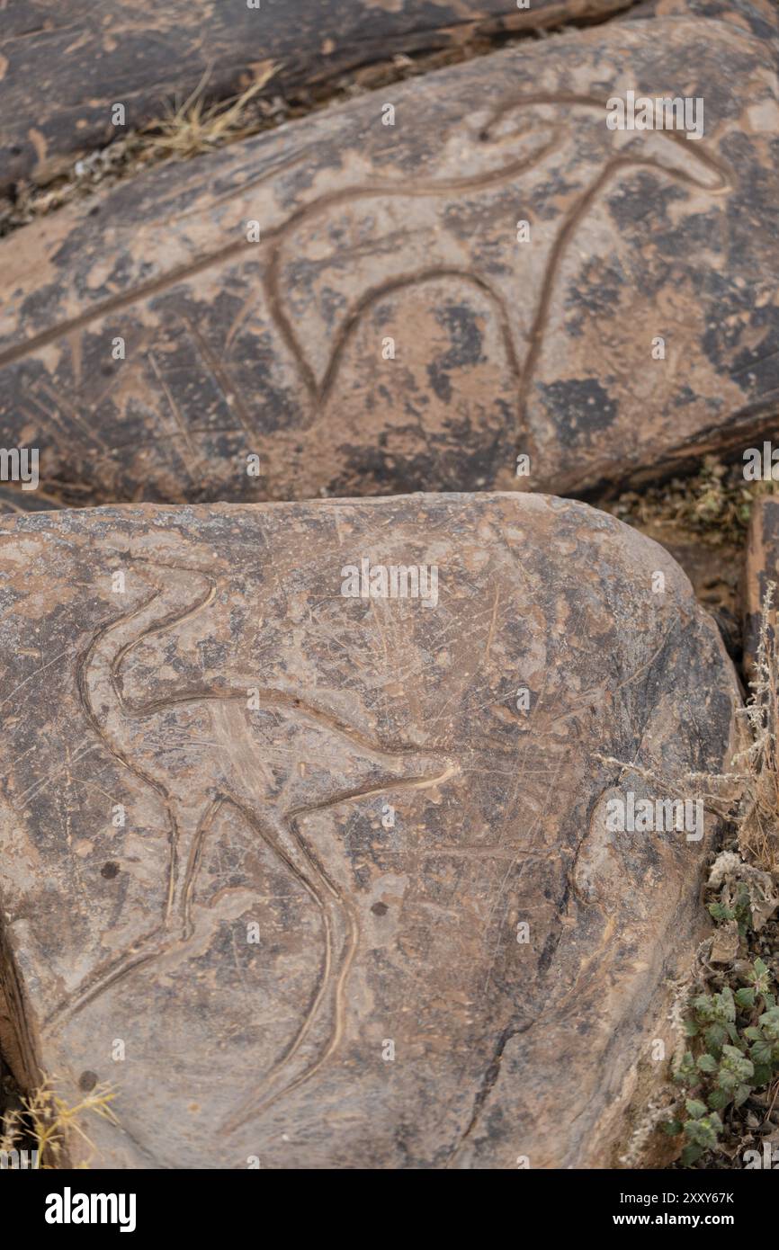 Petroglyph of an ostrich, Ait Ouazik rock site, late Neolithic, Morocco ...