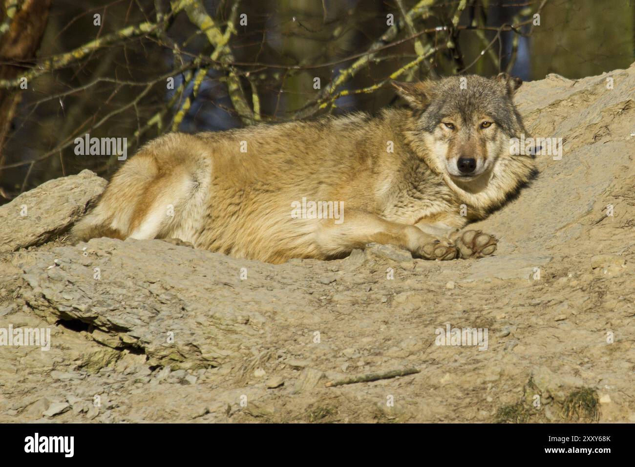 Timber wolf or American grey wolf (Canis lupus lycaon Stock Photo - Alamy