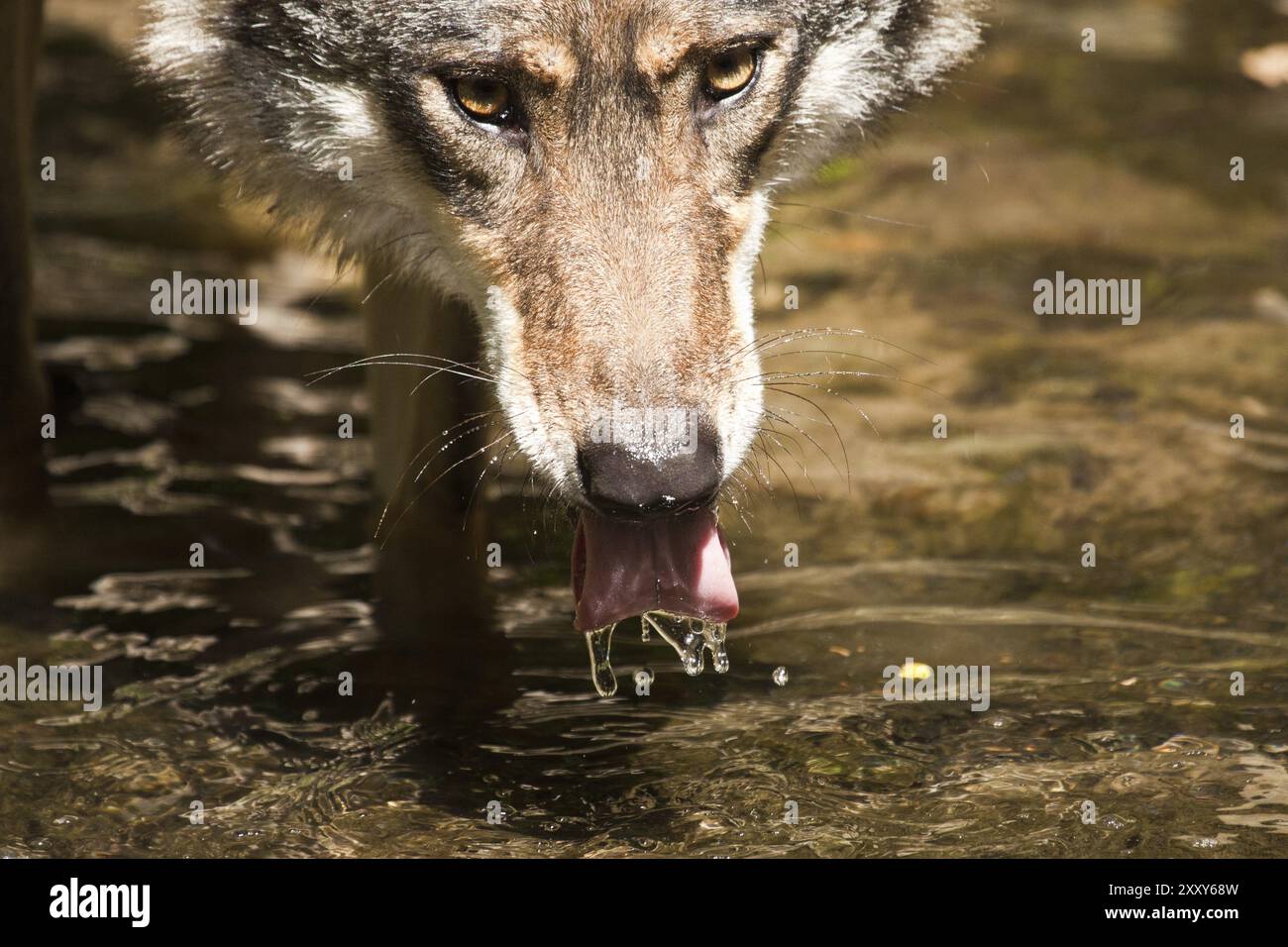 Grey wolf drinking Stock Photo - Alamy
