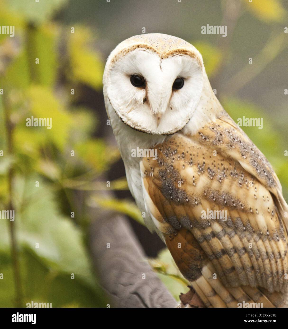Mediterranean barn owl Stock Photo - Alamy