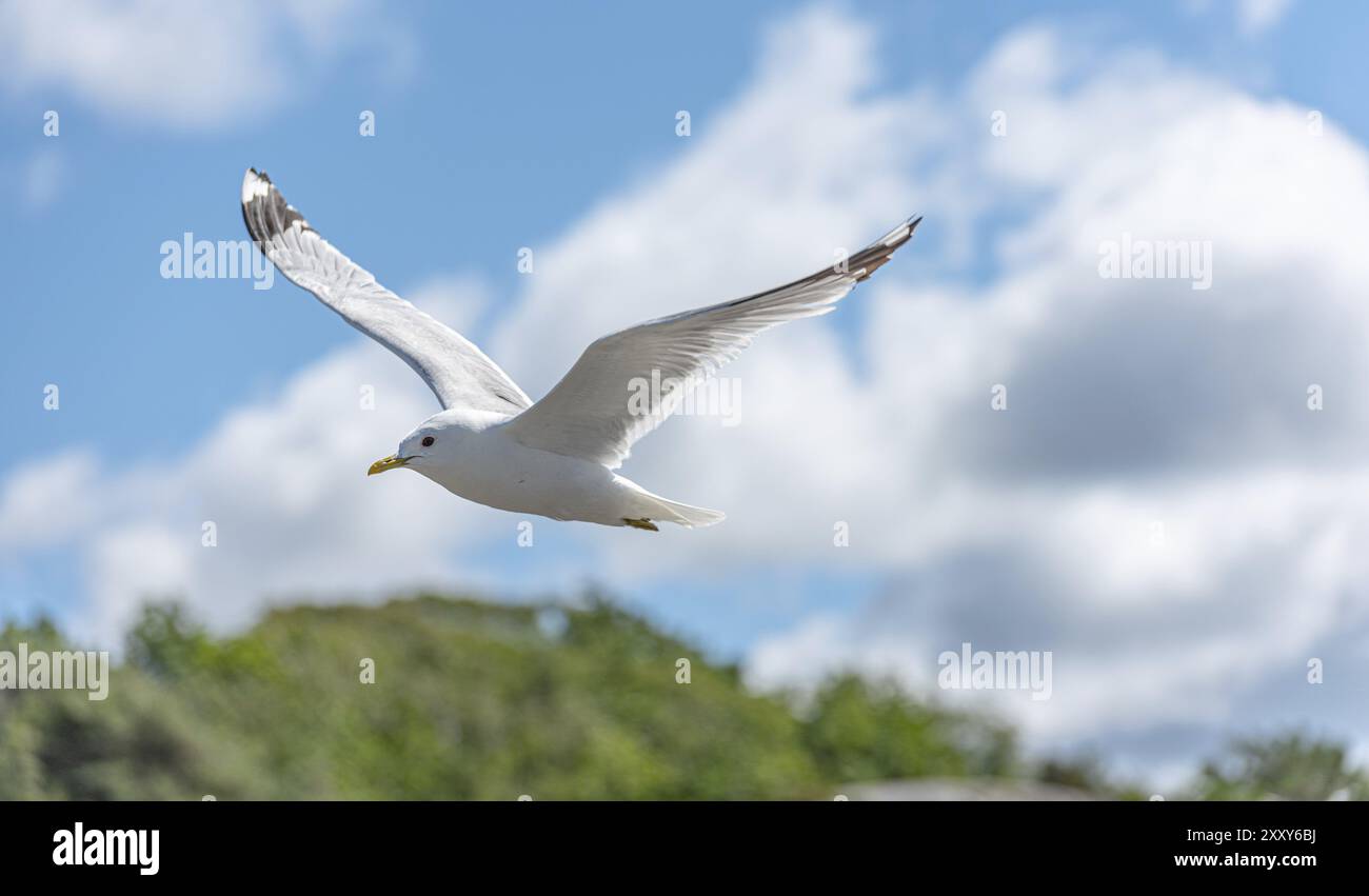 Flying sea gull over a sunny beach Stock Photo - Alamy