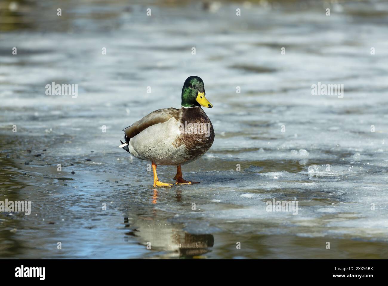 Natural scene fron Wisconsin conservation area Stock Photo - Alamy