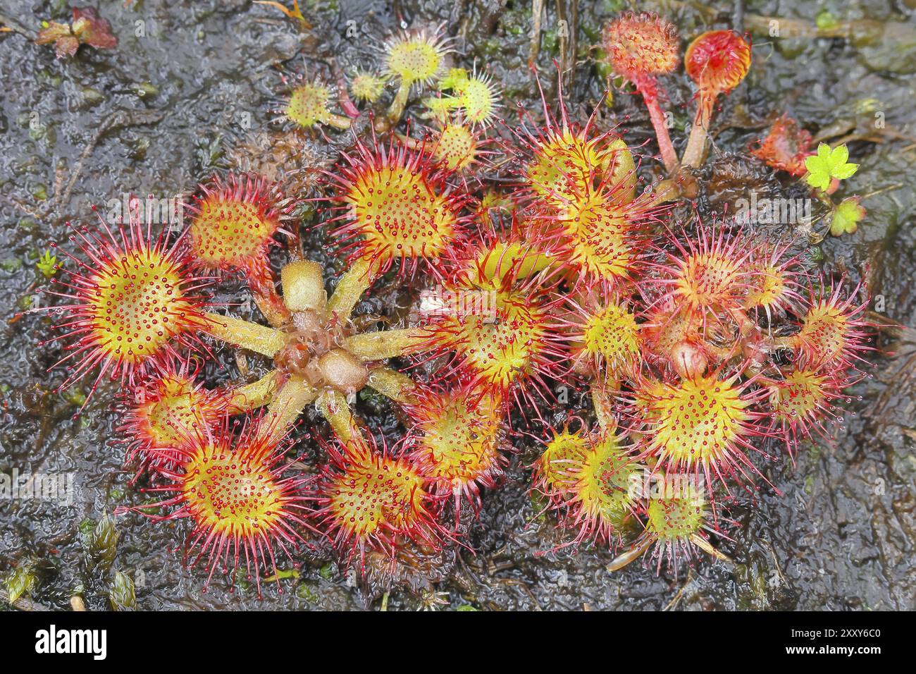 Common sundew (Drosera rotundifolia), complete plant with inflorescence ...