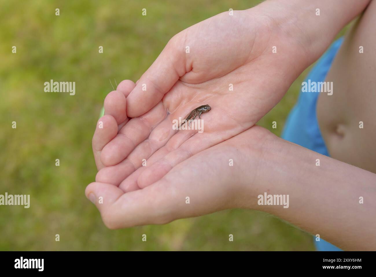 A frog tadpole with developed limbs held in a hand Stock Photo - Alamy