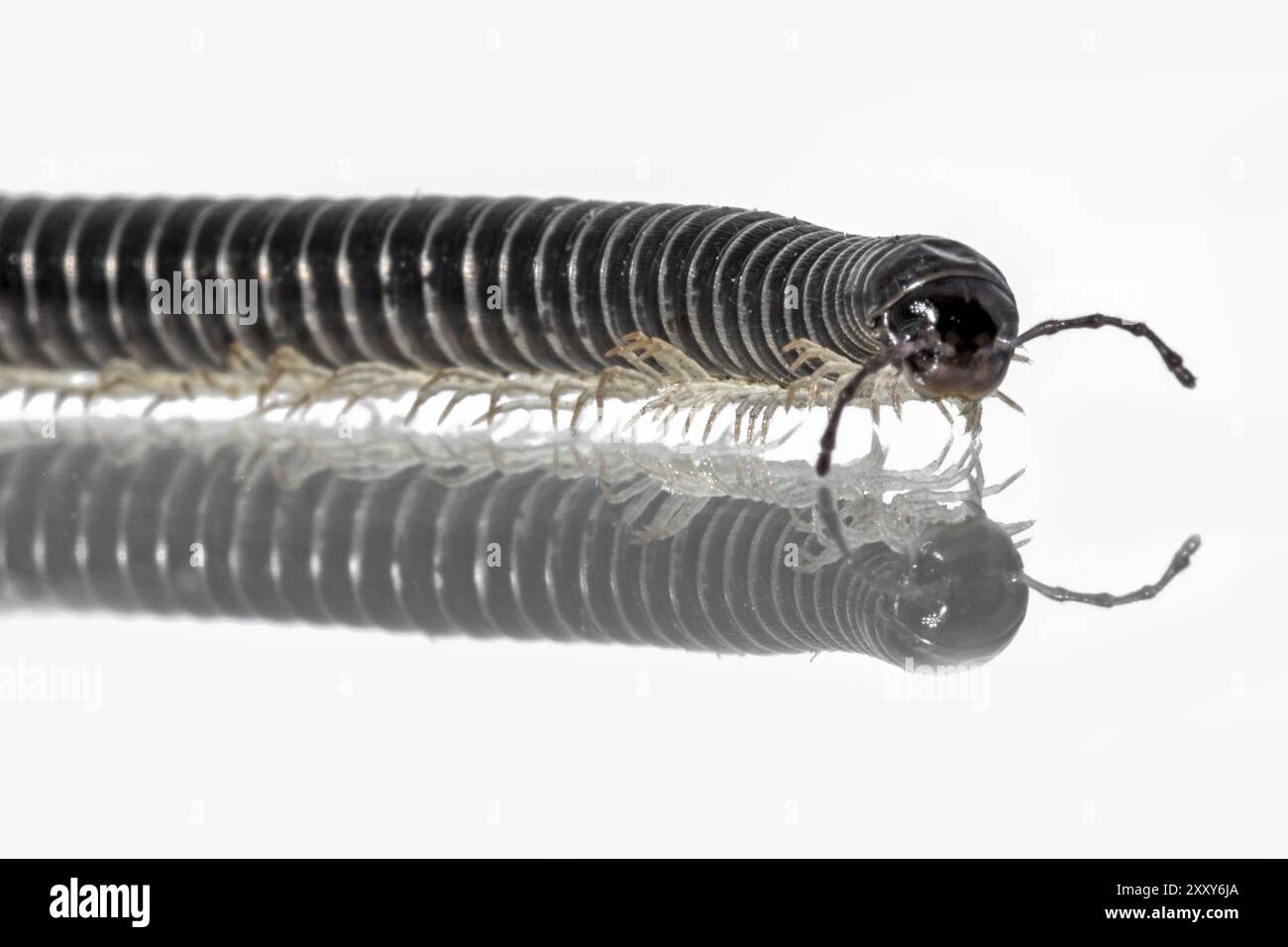 Close-up of a long, crawling black millipede on a reflective surface ...