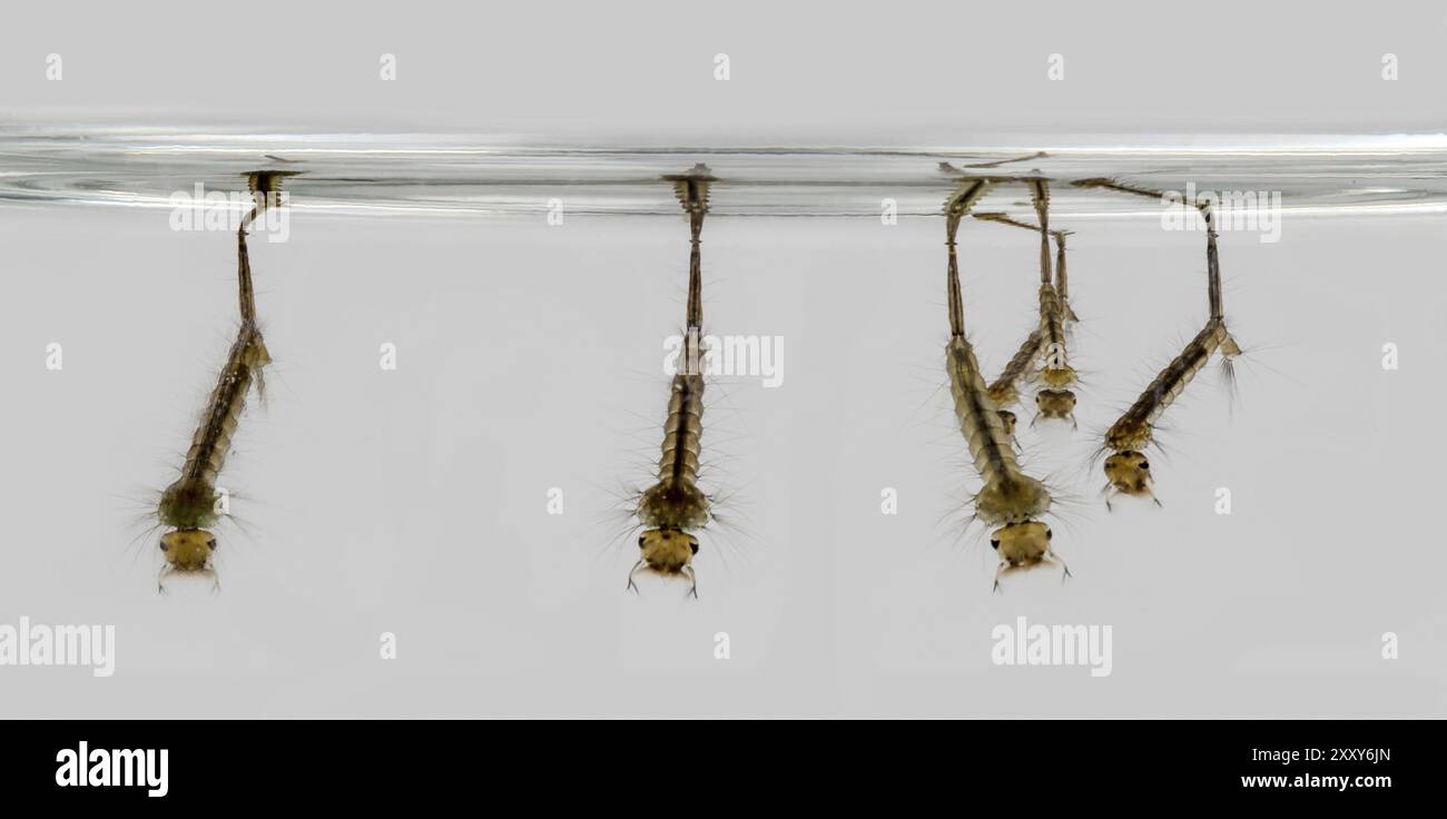 Snail larvae hanging on the water surface against a grey background ...