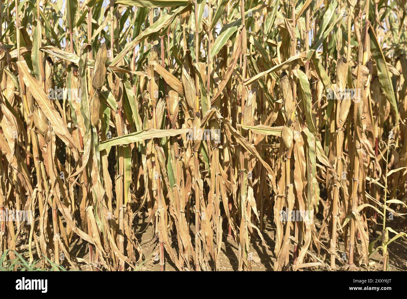 Maize field in front of the harvest Stock Photo - Alamy