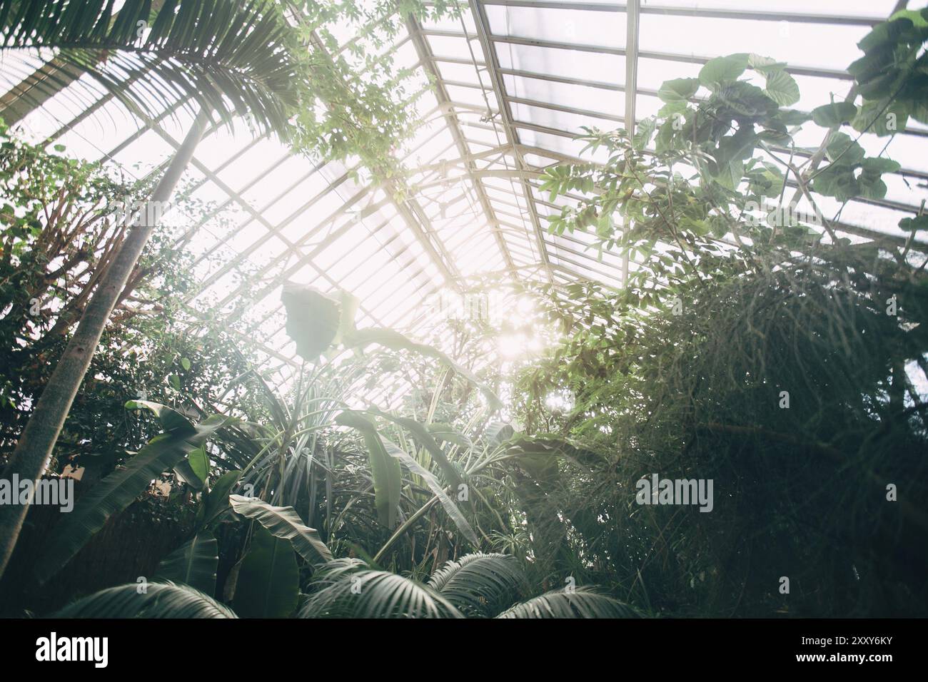 Greenhouse with tropical plants. Banana tree, monstera, palms. Sunlight ...