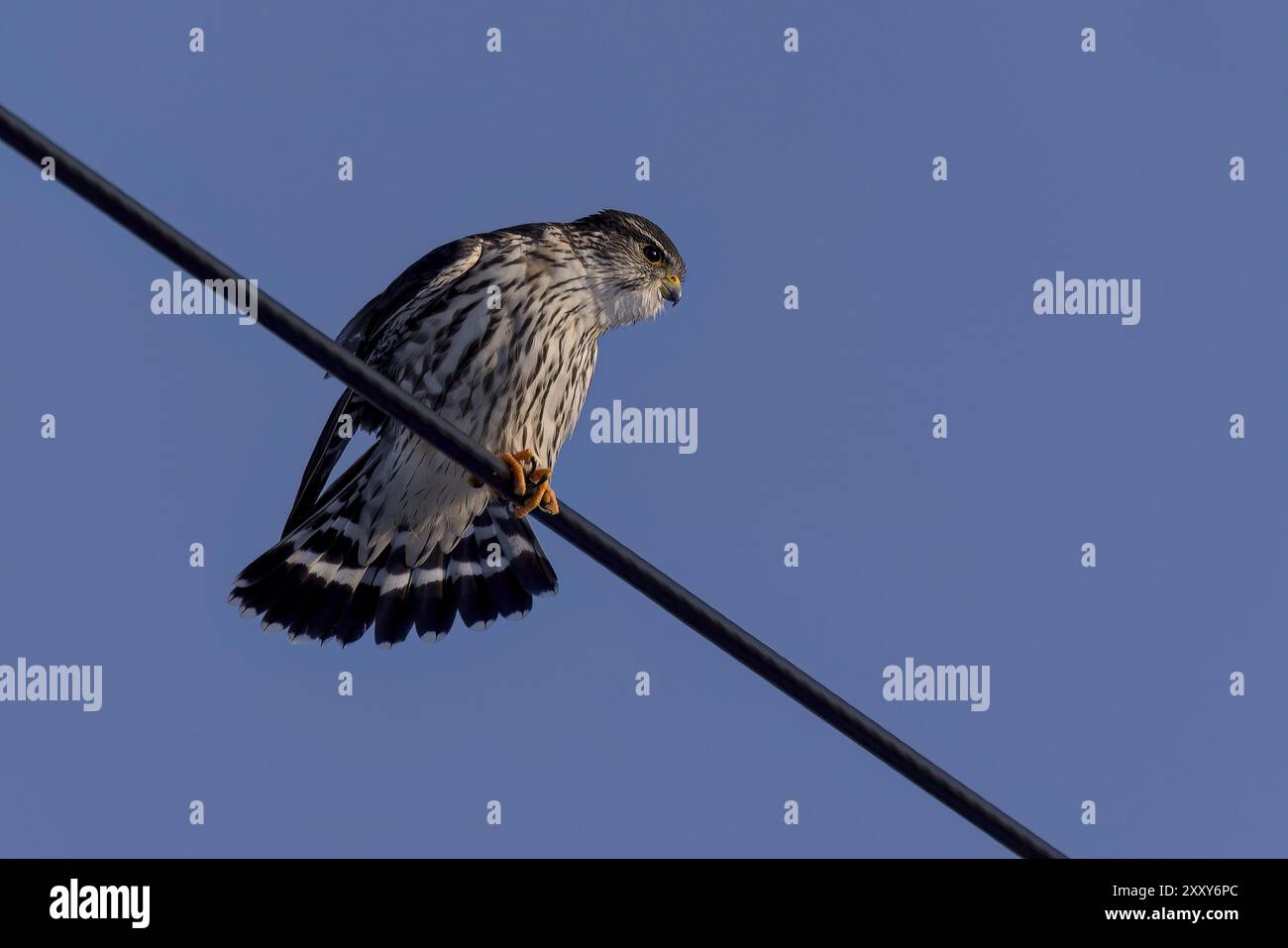 The Merlin (Falco columbarius), juvenile bird. Is a small species of ...