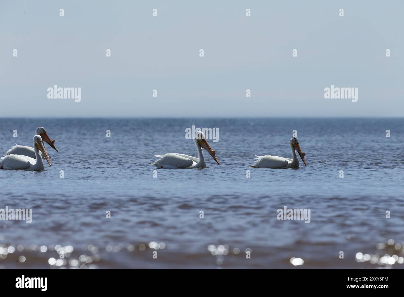 Nature scene from wisconsin Stock Photo - Alamy