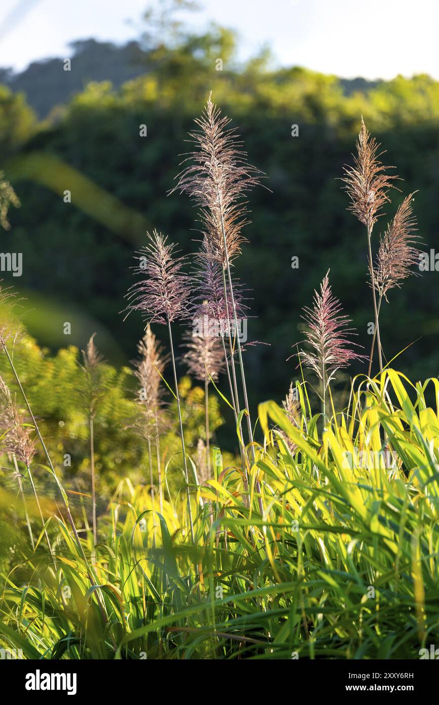 Flowers of sugar cane trees and green leaves at Reunion Island Stock ...