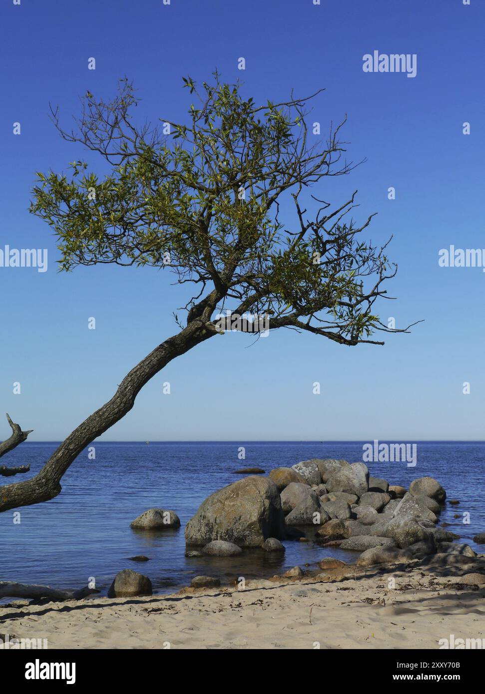 Windswept headland hi-res stock photography and images - Alamy