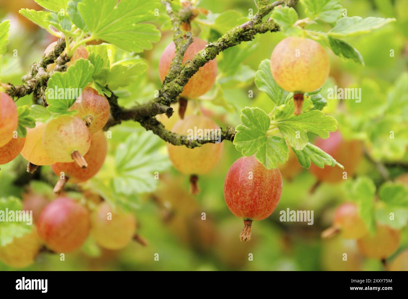 Gooseberry, Gooseberry 02 Stock Photo - Alamy
