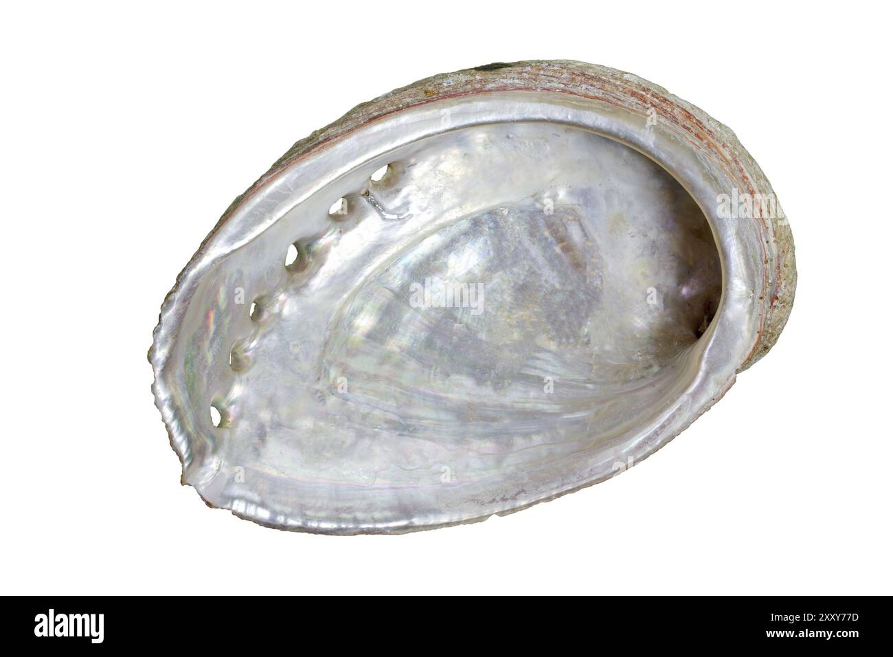 Common abalone (Haliotis tuberculata), exposed Stock Photo - Alamy