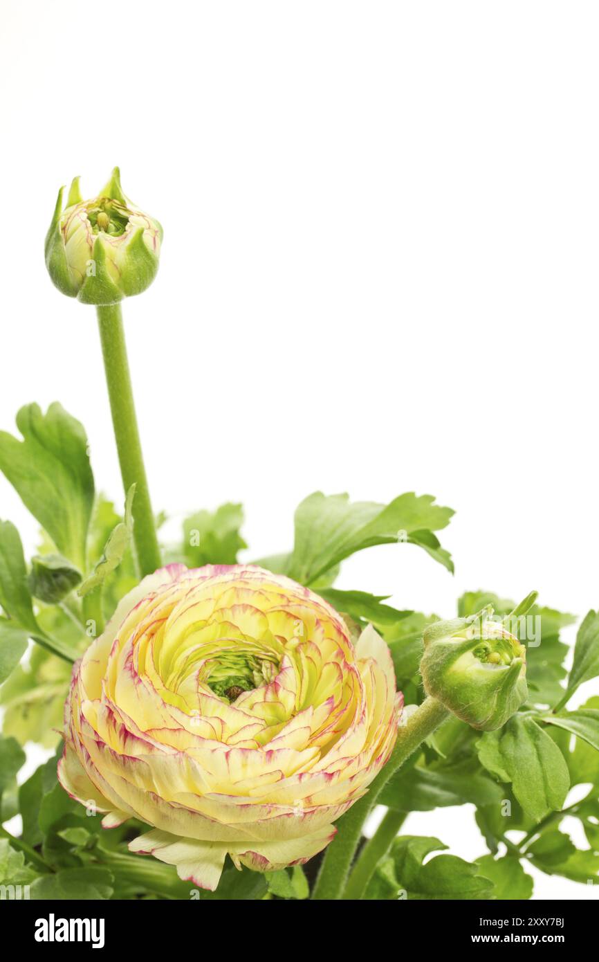 Ranunkel hi-res stock photography and images - Alamy