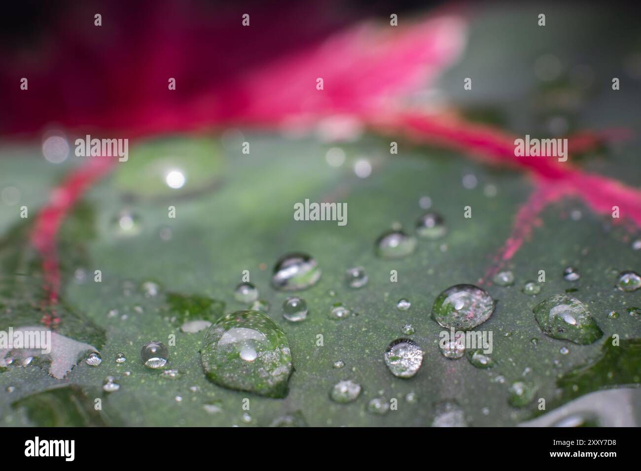 Macro photo of dew on the leaves. Dew drops on the leaves after rain ...