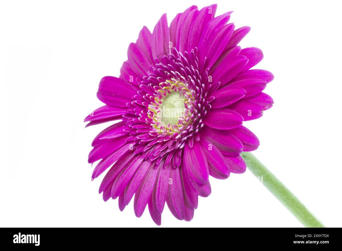 Single gerbera on a white background Stock Photo - Alamy