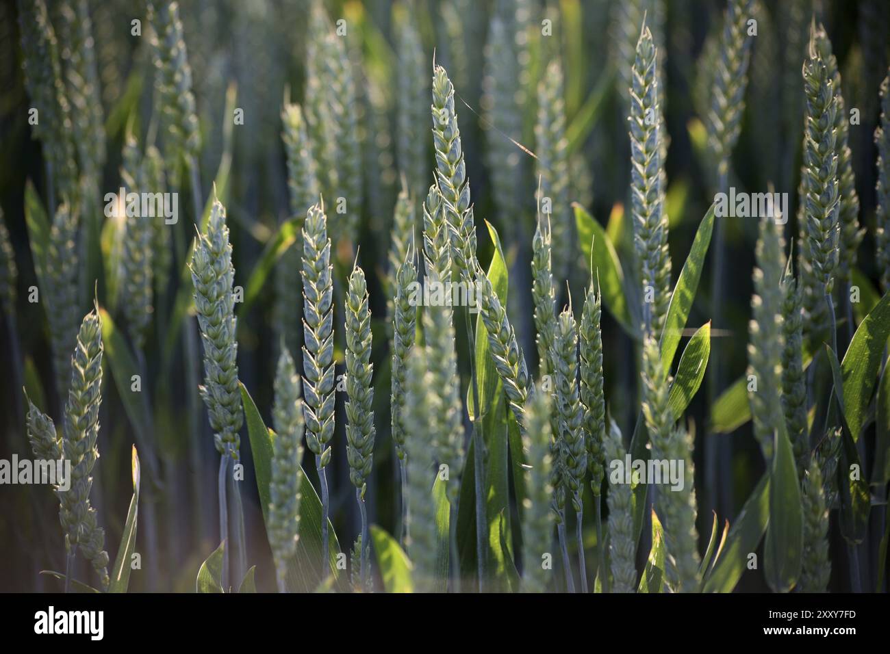 Wheat ears still immature Stock Photo - Alamy