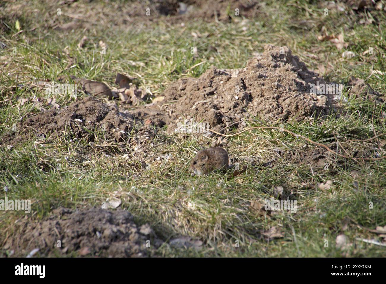 Field mouse burrow hi-res stock photography and images - Alamy