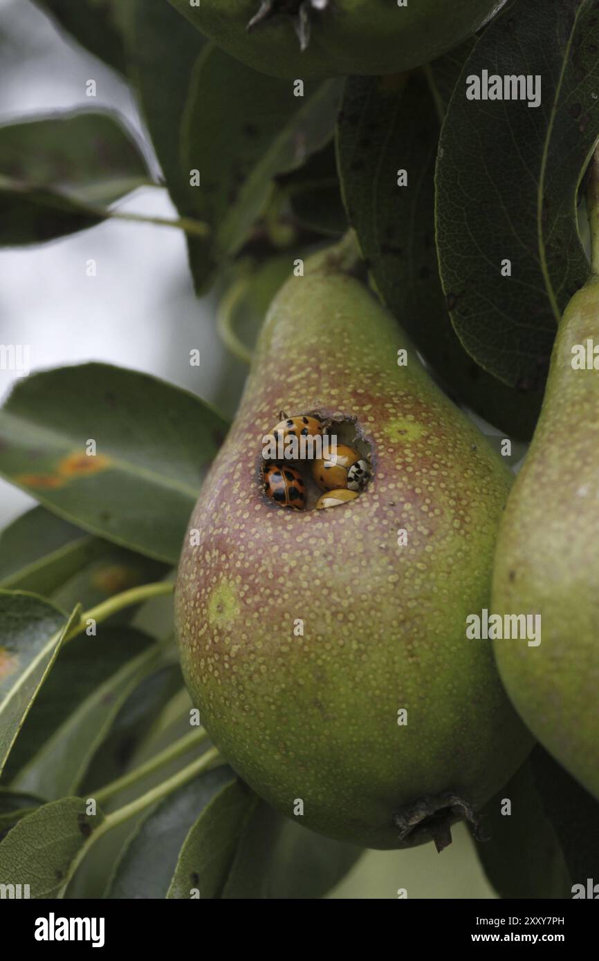 Ladybird beetle ladybirds fruit hi-res stock photography and images - Alamy