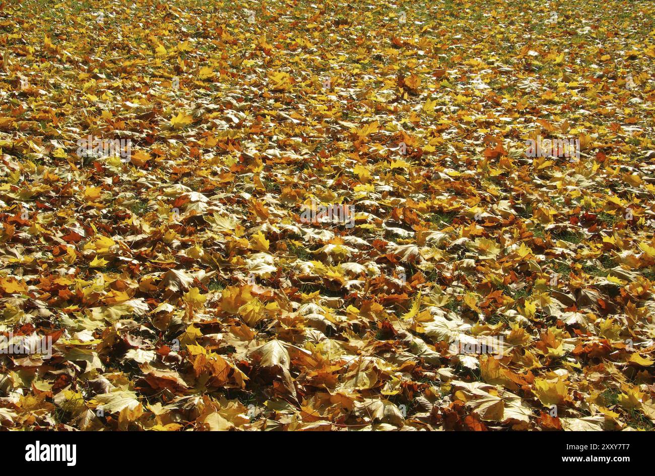 Autumn foliage in a meadow, fall foliage in a meadow Stock Photo - Alamy