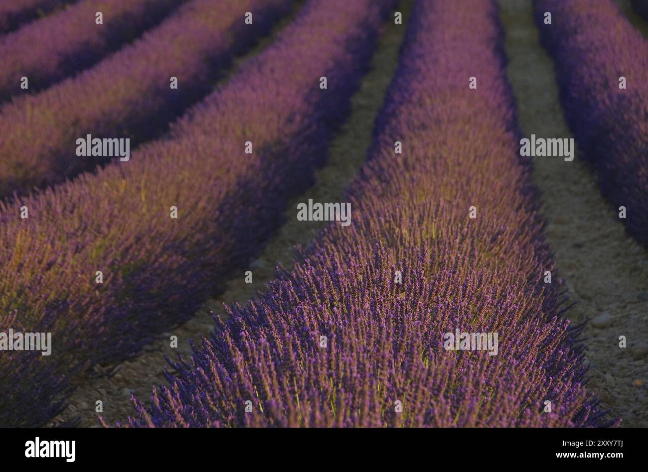 Lavender field, lavender fields 40 Stock Photo - Alamy