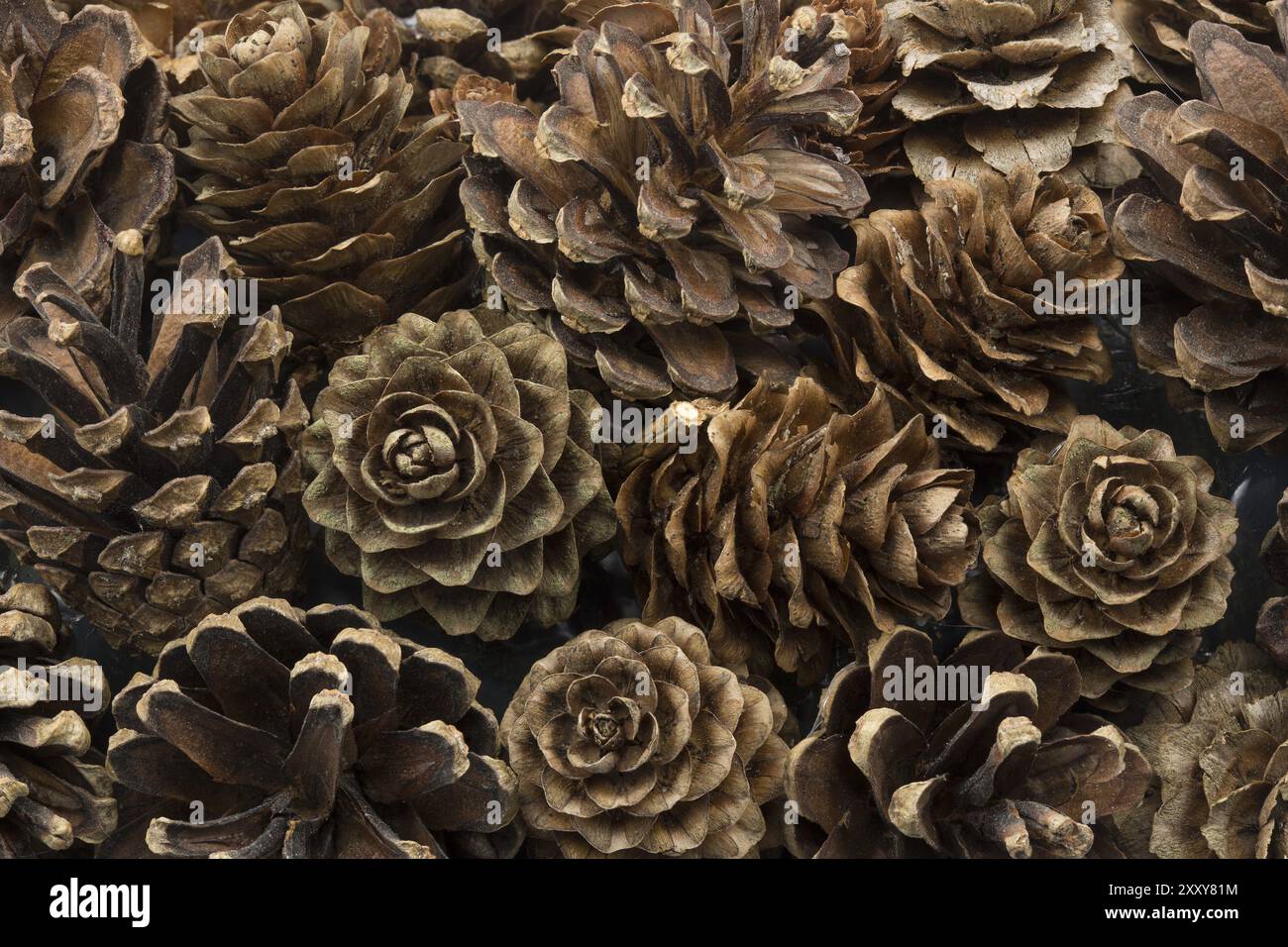 Dried pine cones, full-size Stock Photo - Alamy