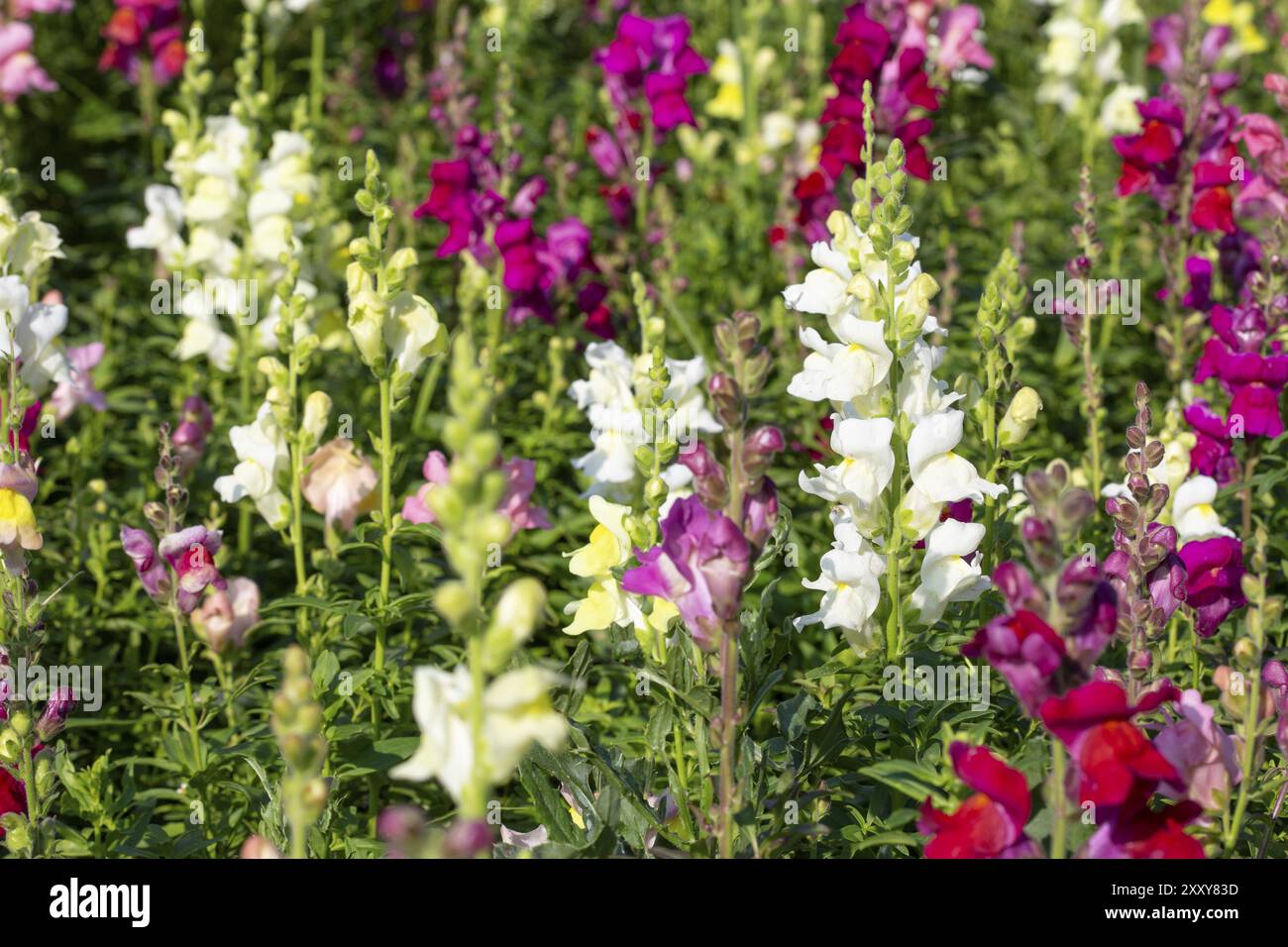 Snapdragon (Antirrhinum majus) in the flower bed Stock Photo - Alamy