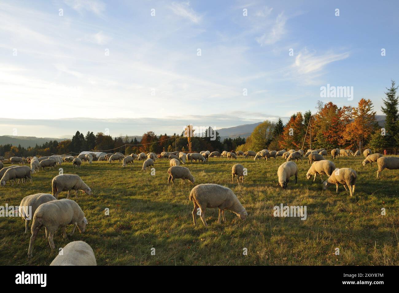 Merino sheep on the pasture. Flock of sheep Stock Photo - Alamy