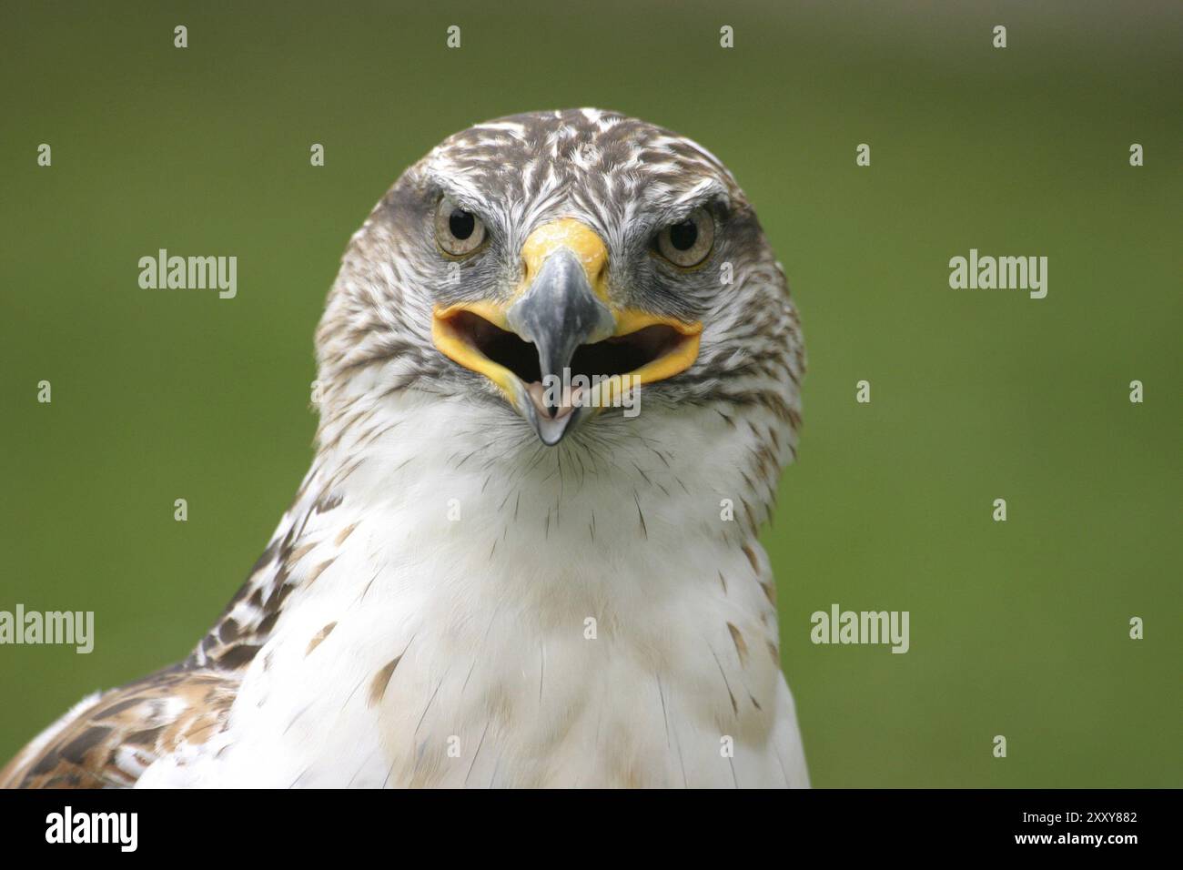 Royal Rough-legged Hawk Stock Photo - Alamy