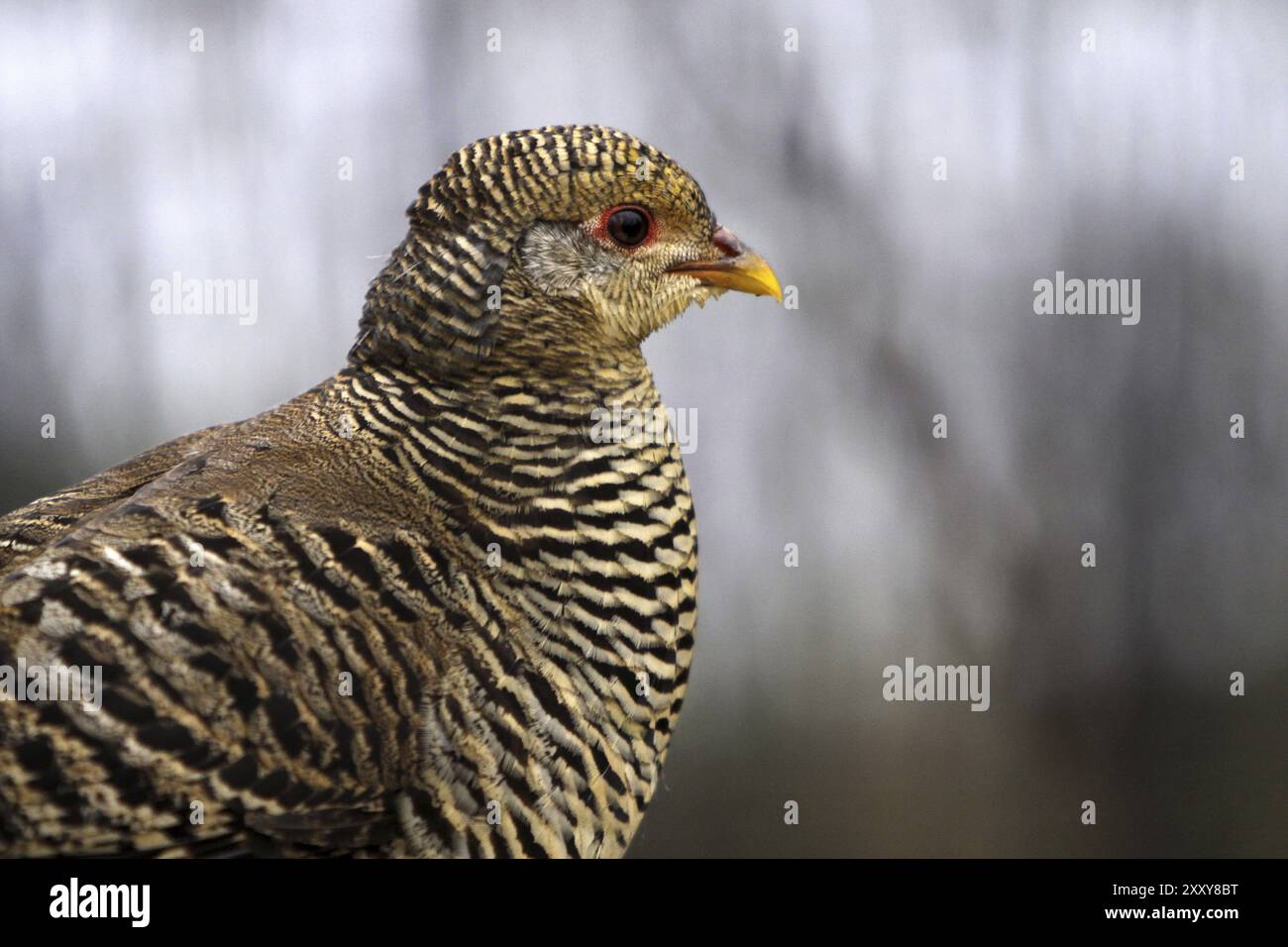 Golden pheasant (hen Stock Photo - Alamy