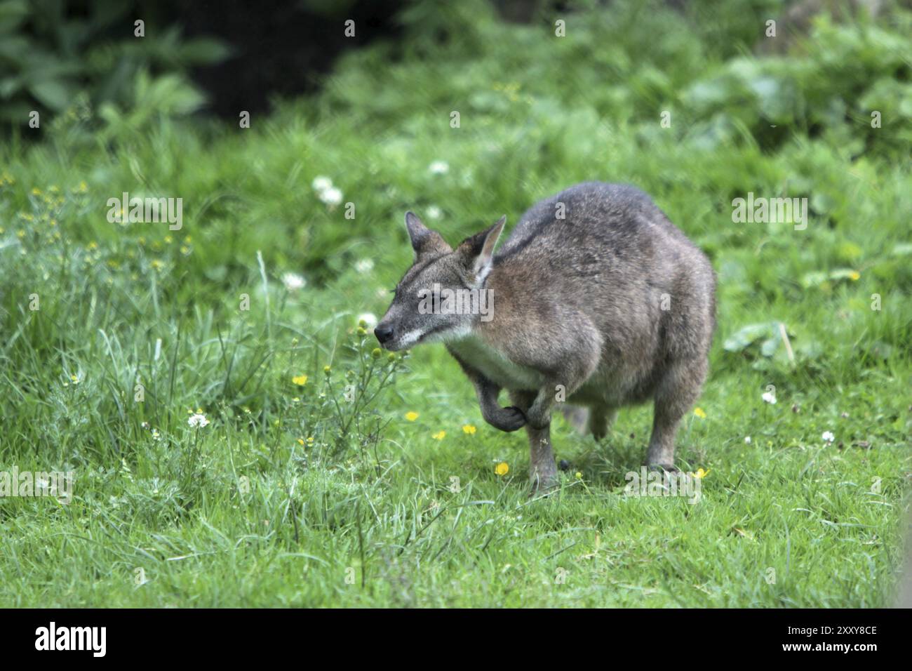 Australian parma wallaby macropus parma hi-res stock photography and ...