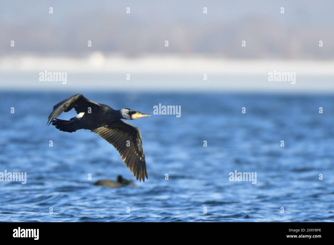 Shot great black cormorant diving hi-res stock photography and images ...