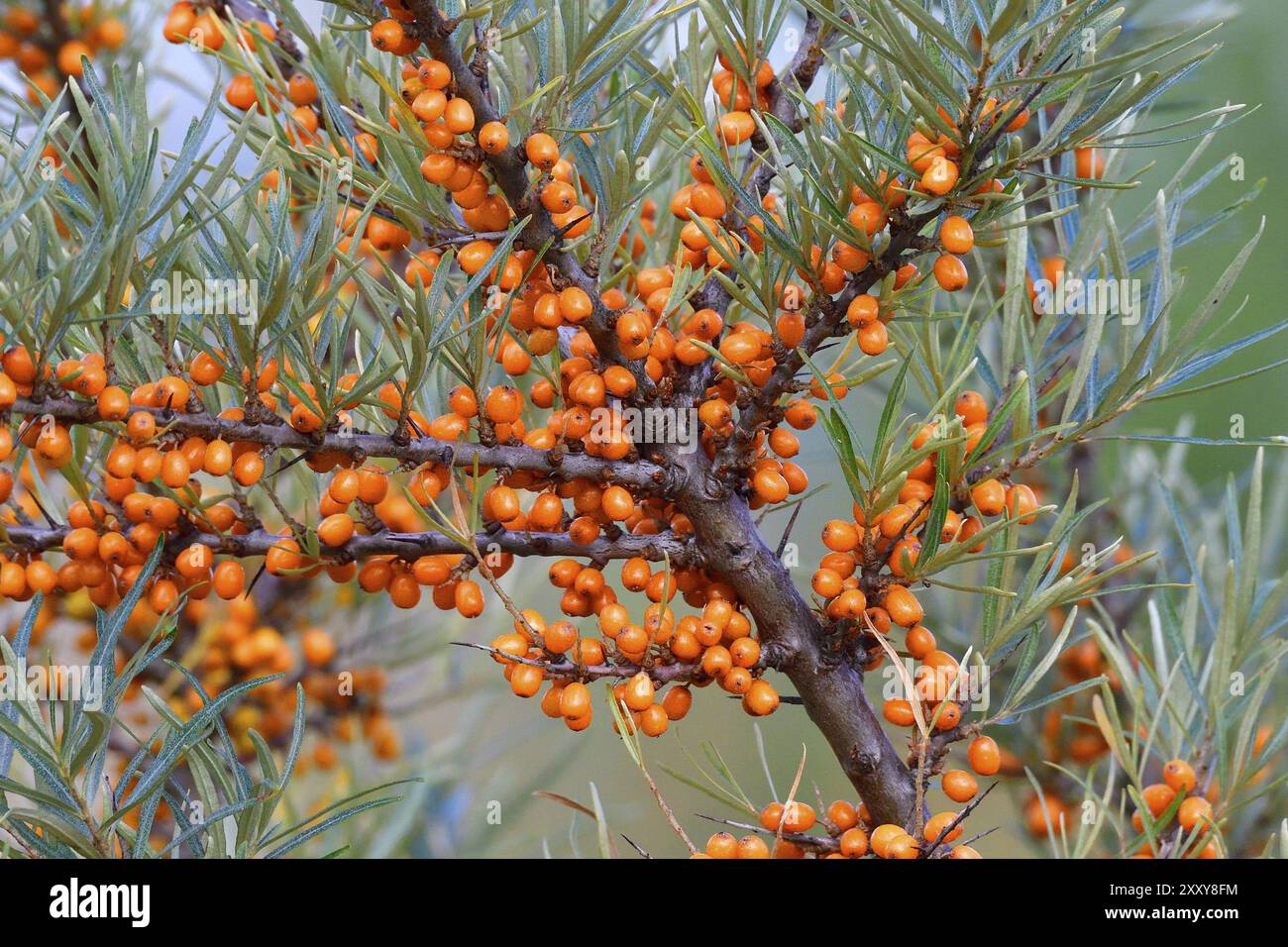 Hippophae rhamnoides (common sea-buckthorn) . Sea buckthorn bush Stock ...