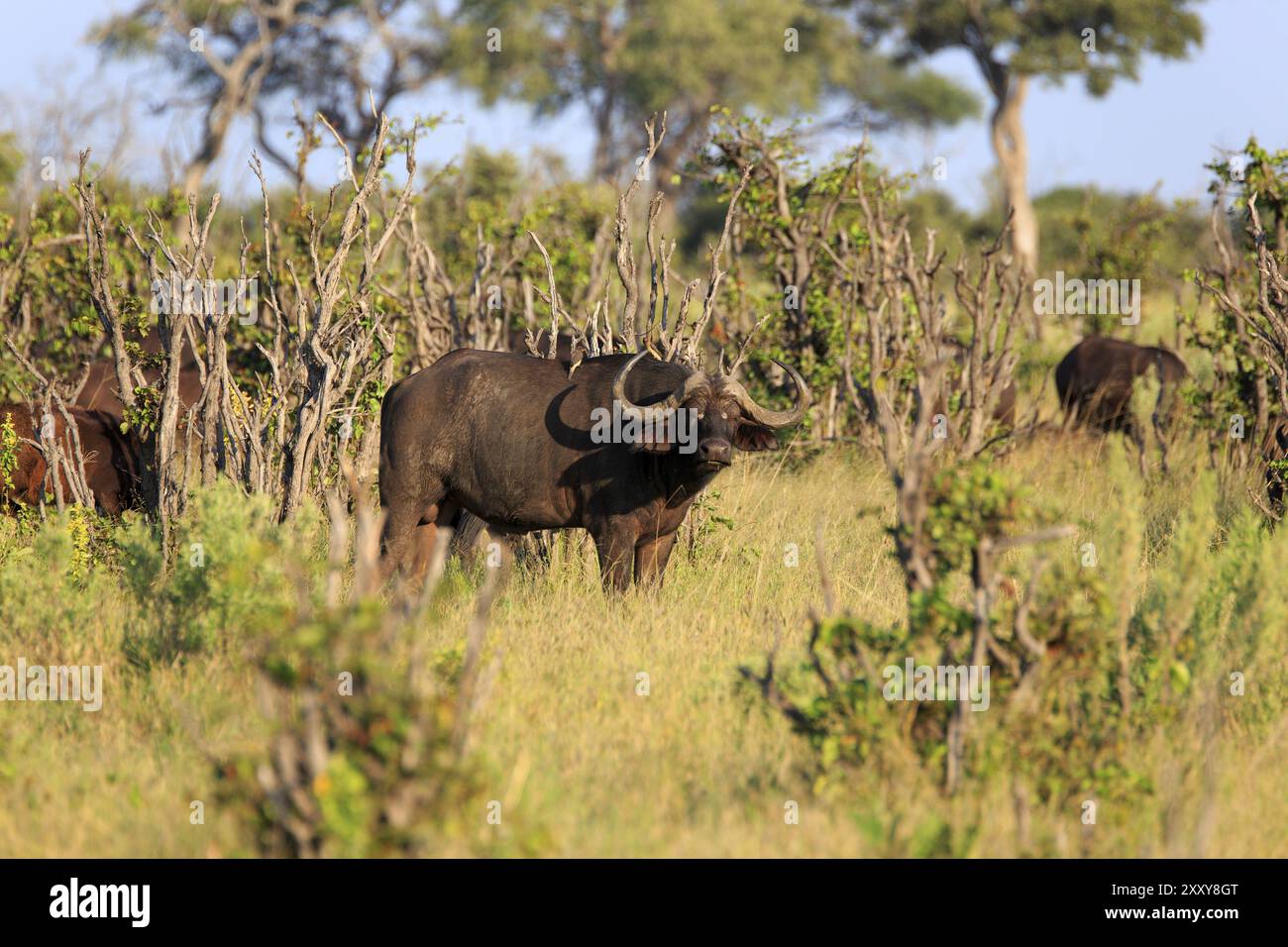 Multiple buffalo hi-res stock photography and images - Alamy
