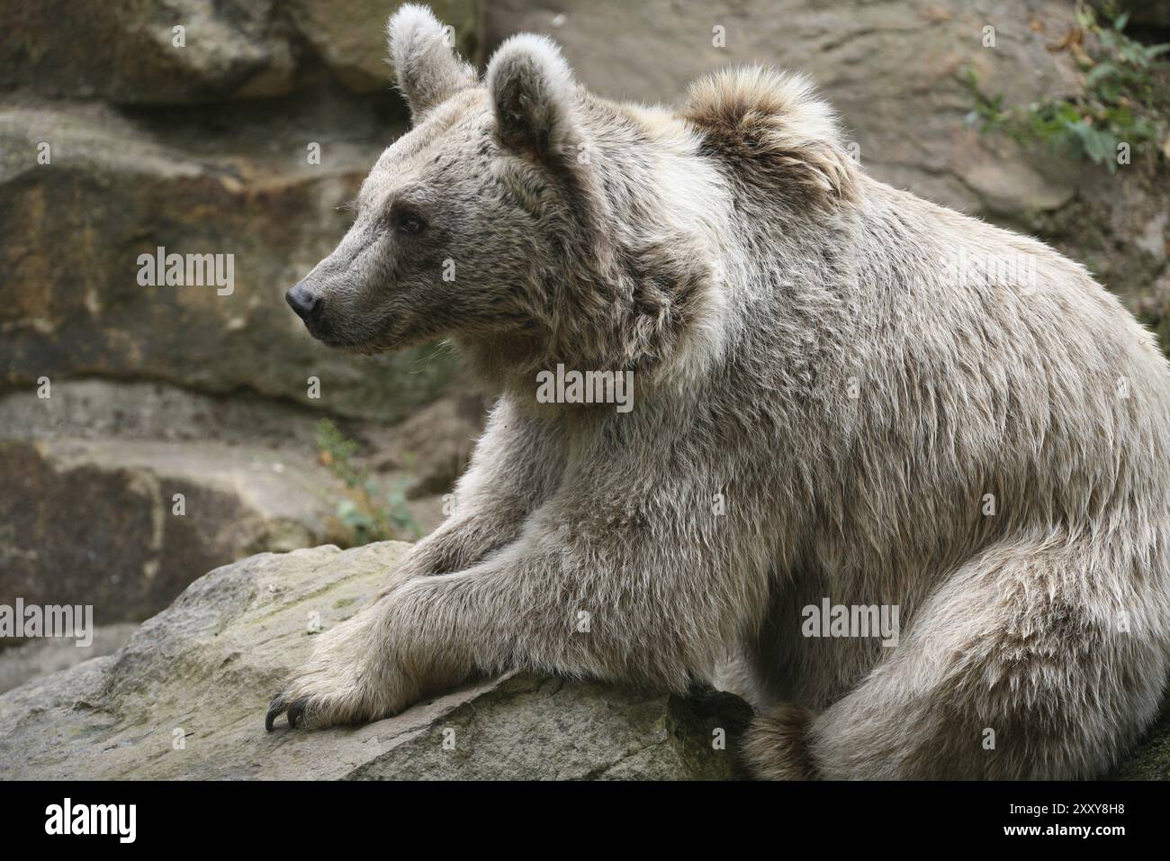 Syrian brown bear Stock Photo - Alamy